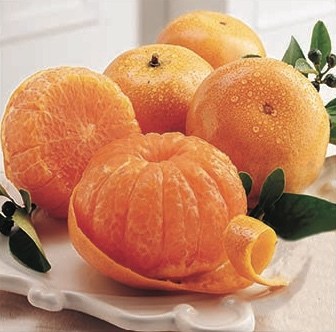 How Hale Grows Florida Tangerines | Farm Fresh Fruit Gifts