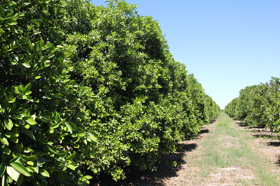 A Look Inside the Groves – April 2021 Hale Groves Update | Farm Fresh ...