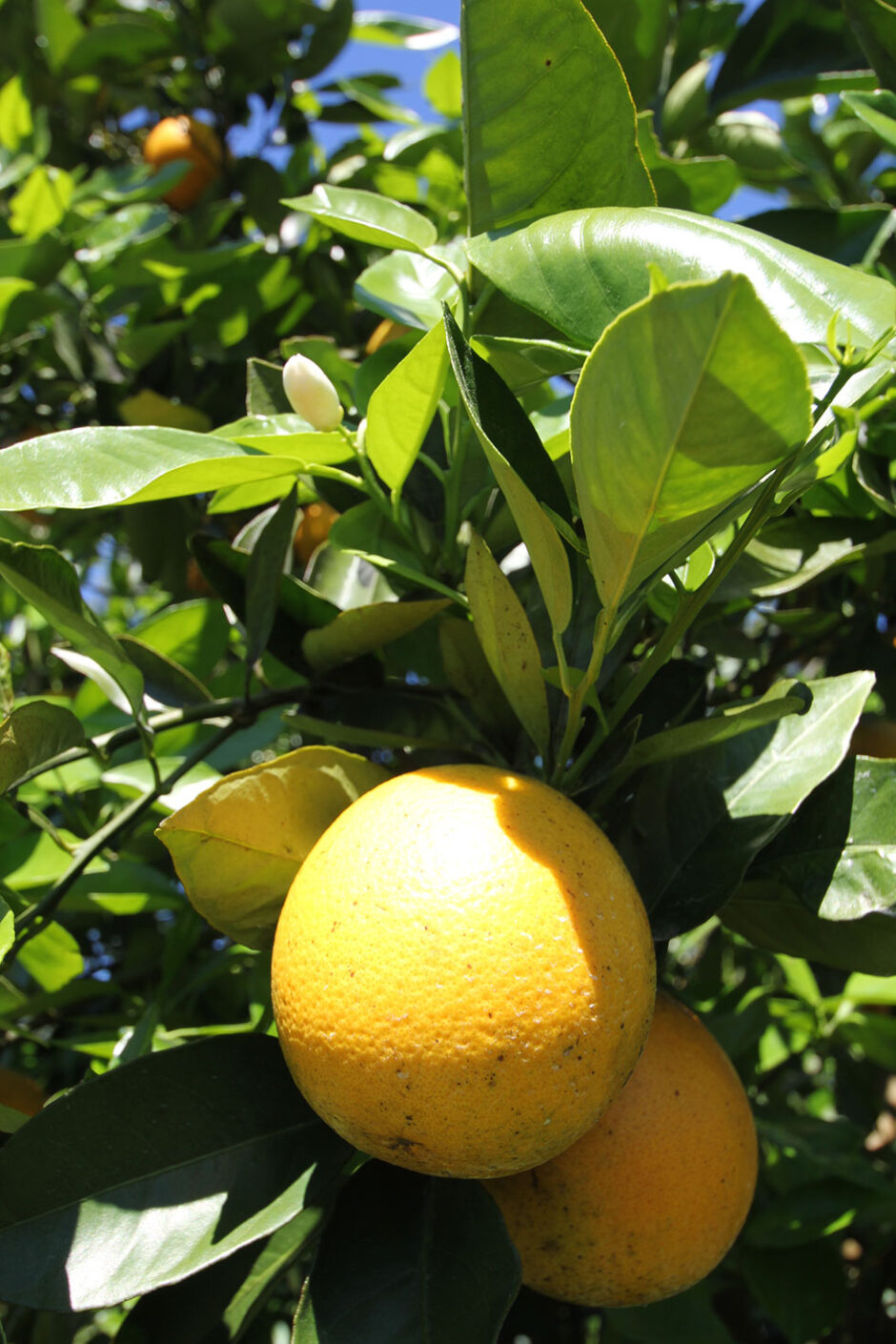 A Look Inside the Groves – May 2021 Hale Groves Update | Farm Fresh ...