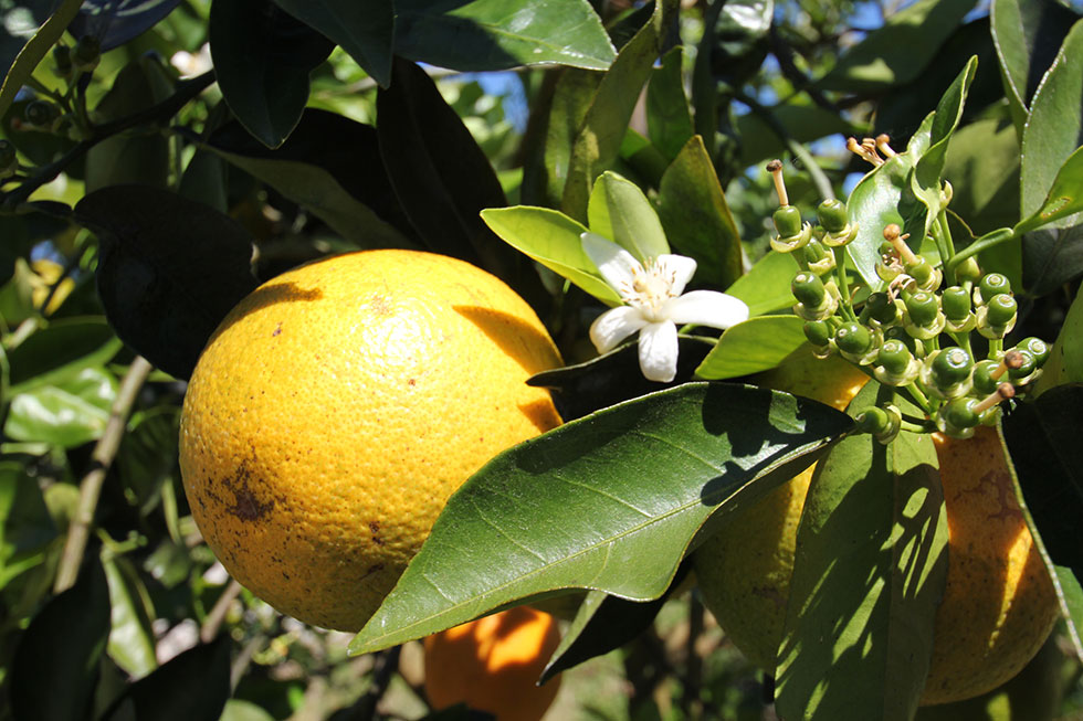 A Look Inside the Groves – May 2021 Hale Groves Update – The Groves