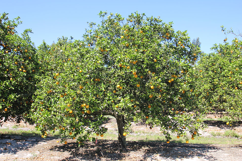 A Look Inside the Groves – April 2021 Hale Groves Update – The Groves