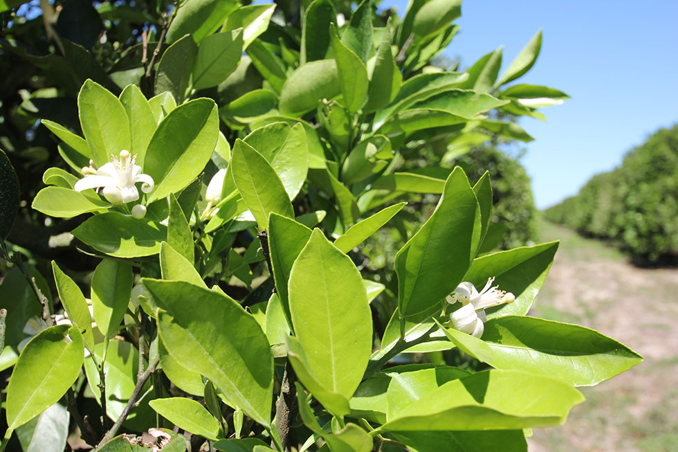 A Look Inside the Groves – April 2021 Hale Groves Update – The Groves