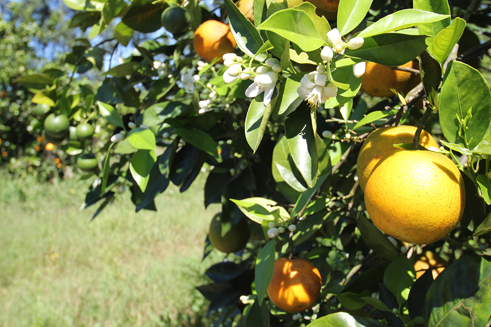 A Look Inside the Groves – February 2021 Hale Groves Update – The Groves