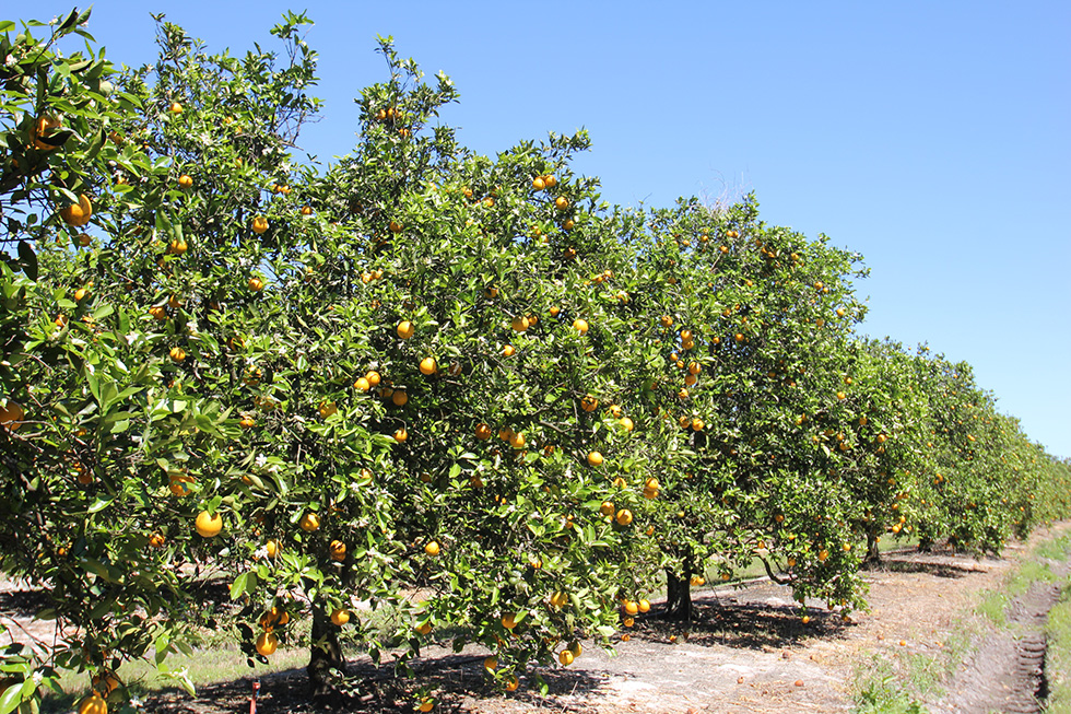 A Look Inside the Groves – February 2021 Hale Groves Update – The Groves