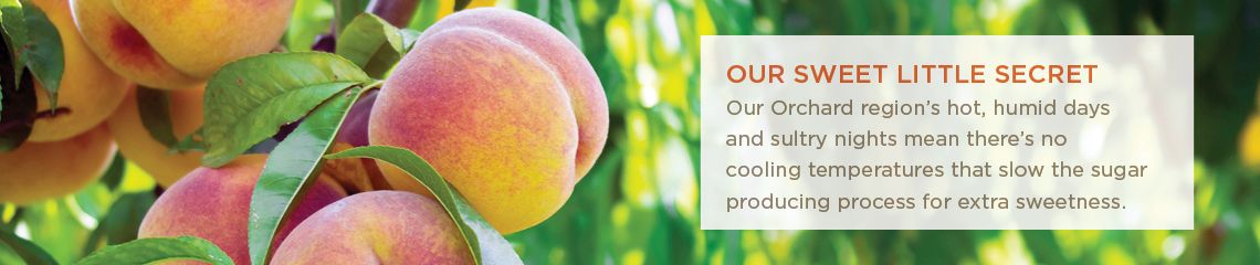 Florida Honeybells - Oranges - Ruby Red Grapefruit & Citrus Fruit Gift ...