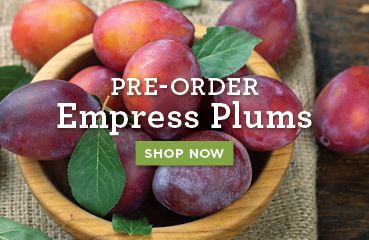 Florida Honeybells - Oranges - Ruby Red Grapefruit & Citrus Fruit Gift ...
