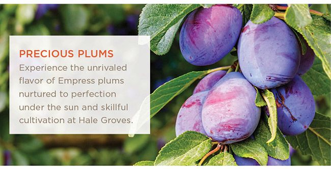 Empress Plums | Buy Empress Plums | Plum Delivery