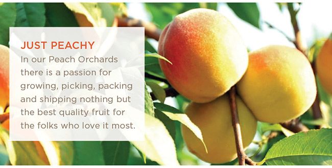 Florida Peaches