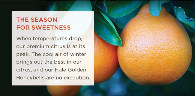 2 Shipments of Golden Honeybells