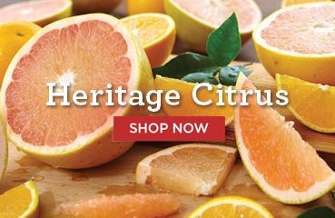 Florida Honeybells - Oranges - Ruby Red Grapefruit & Citrus Fruit Gift ...