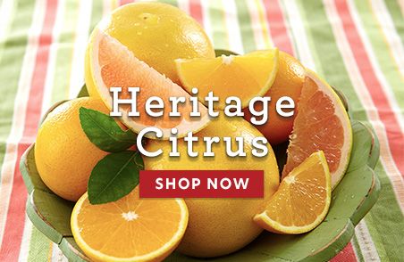 Florida Honeybells - Oranges - Ruby Red Grapefruit & Citrus Fruit Gift ...