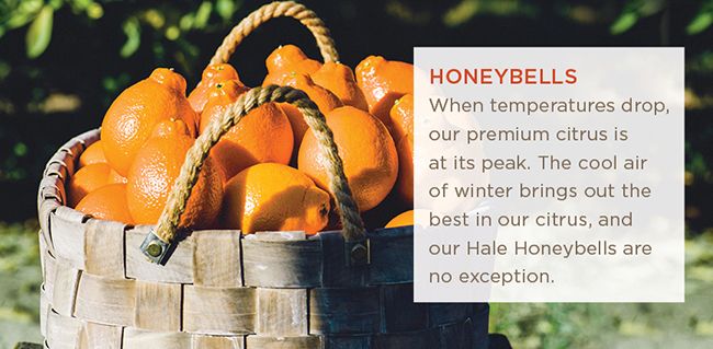 Mini Honeybells - Mail Order Honeybells - Florida Mini Honeybell Tangelos