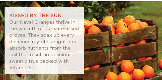 Florida Navel Oranges - Hale Groves - Ship Florida Oranges