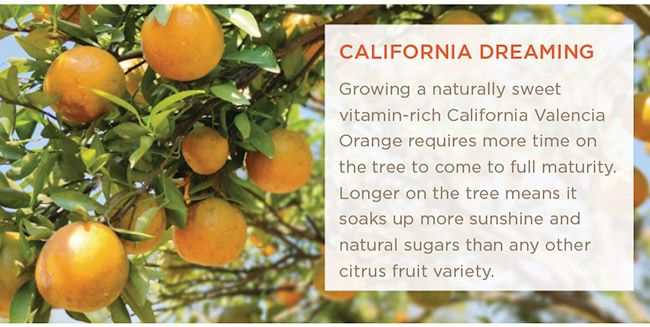 Heritage Valencia Oranges | Hale Groves