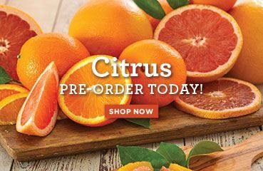 Florida Honeybells - Oranges - Ruby Red Grapefruit & Citrus Fruit Gift ...