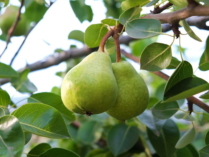 D'Anjou Pears