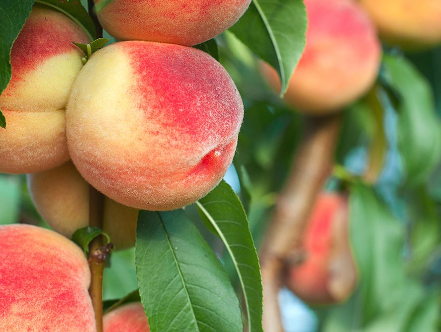 Georgia Peaches: Georgia Peaches For Sale Online