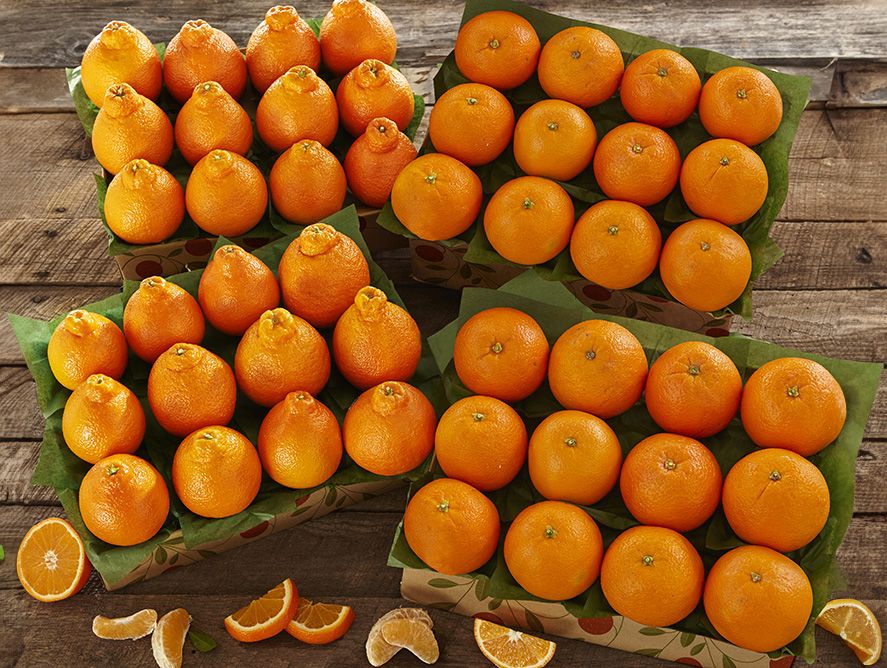 Golden Honeybells and Grove Navel Oranges