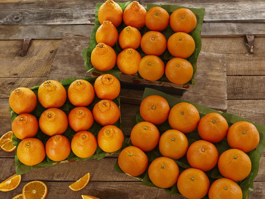 Golden Honeybells and Grove Navel Oranges