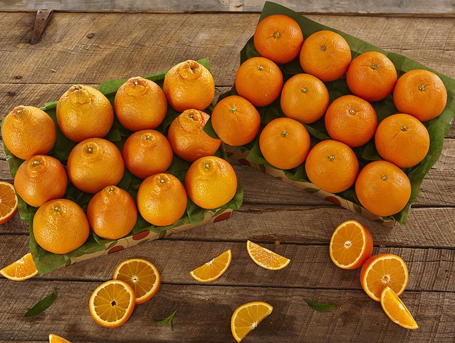Golden Honeybells and Grove Navel Oranges