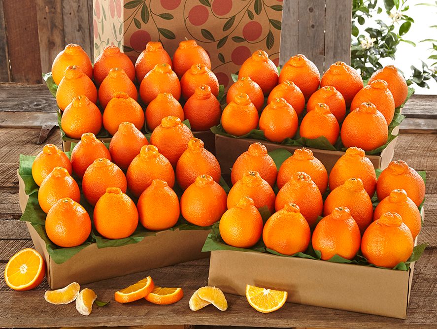 Hale Golden Honeybells