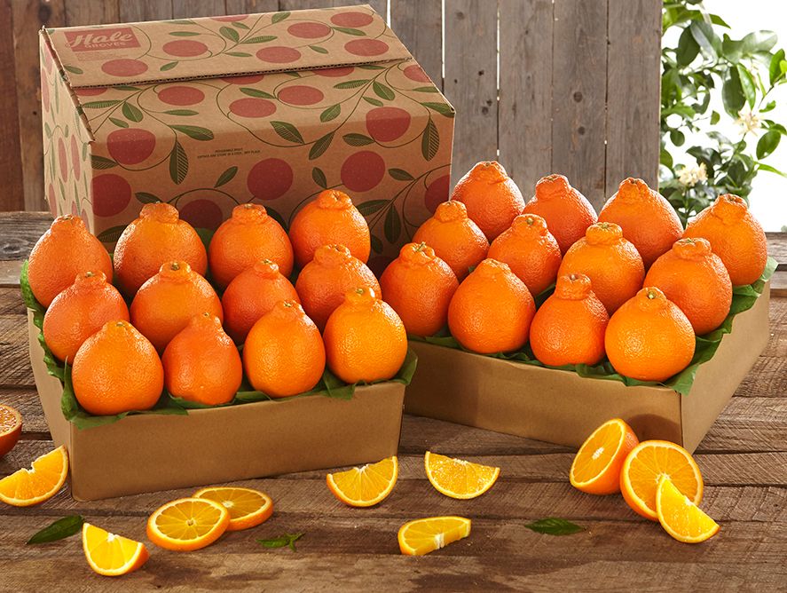 Hale Golden Honeybells