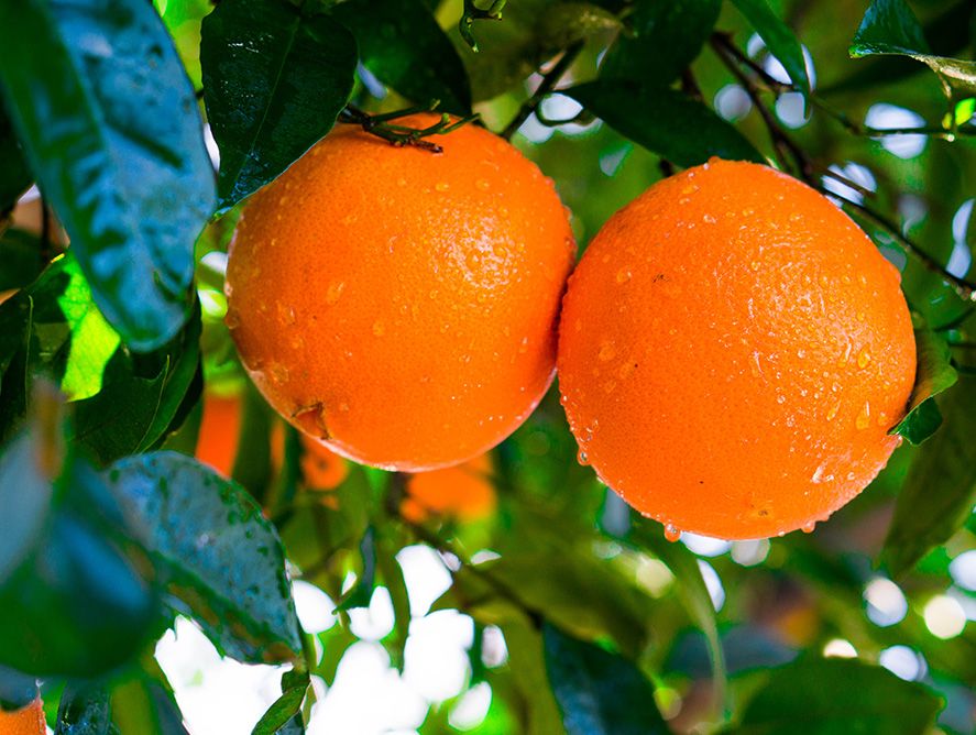Heritage Valencia Oranges | Hale Groves