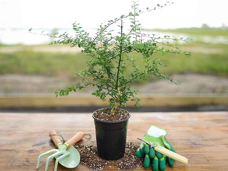 Mini Australian Finger Lime Tree