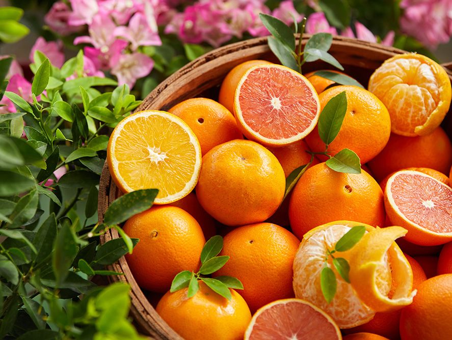 Orange Extravaganza - Florida Oranges - Hale Groves