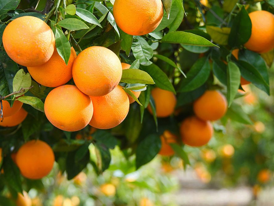 Orange Extravaganza - Florida Oranges - Hale Groves
