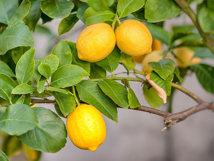 Mini Eureka Lemon Tree