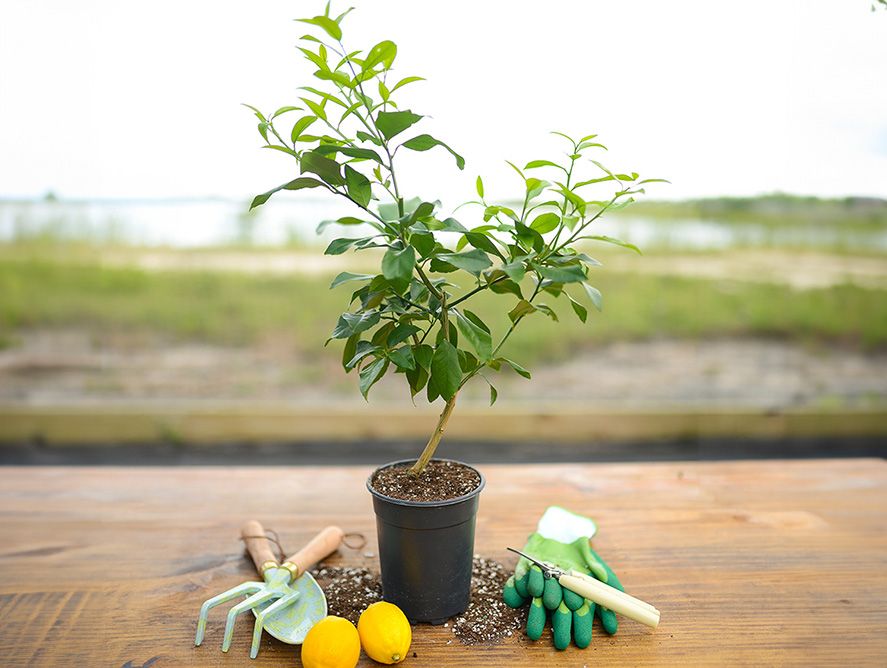 Mini Eureka Lemon Tree