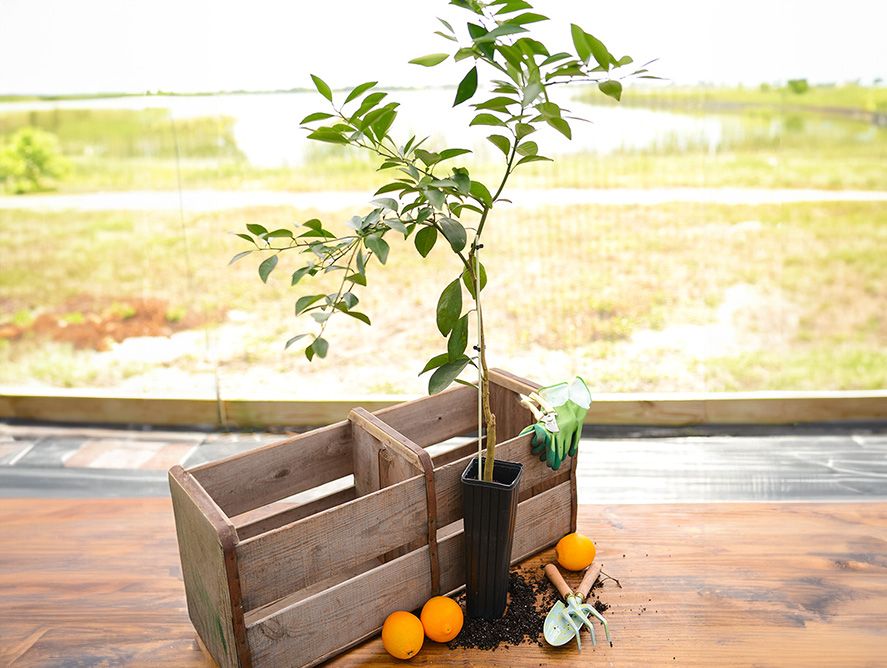 Glen Navel Orange Tree