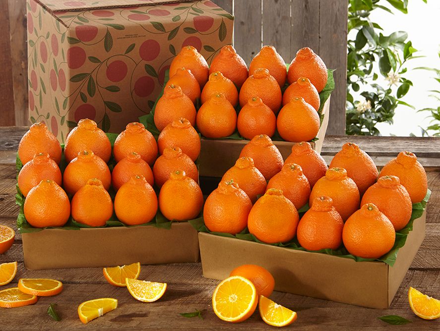 Hale Golden Honeybells