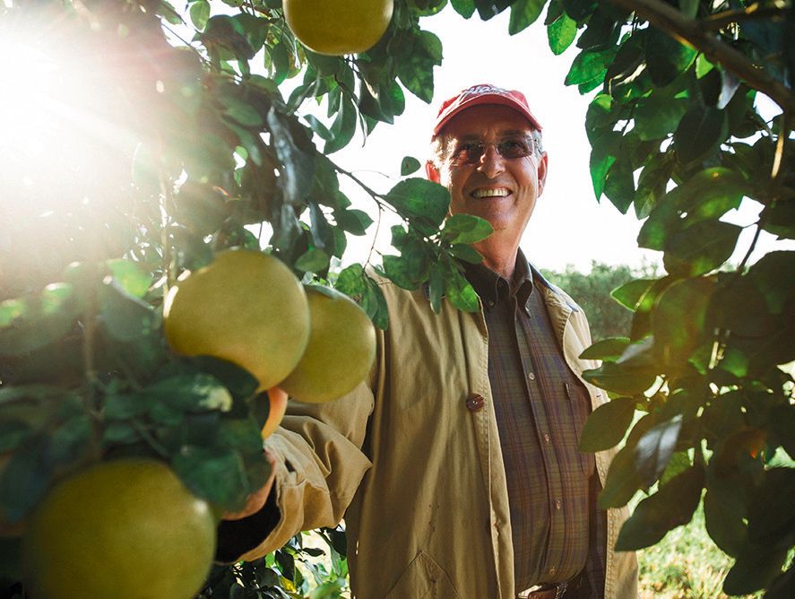 Buy Indian River Ruby Red Grapefruit Online | Grapefruit Delivery