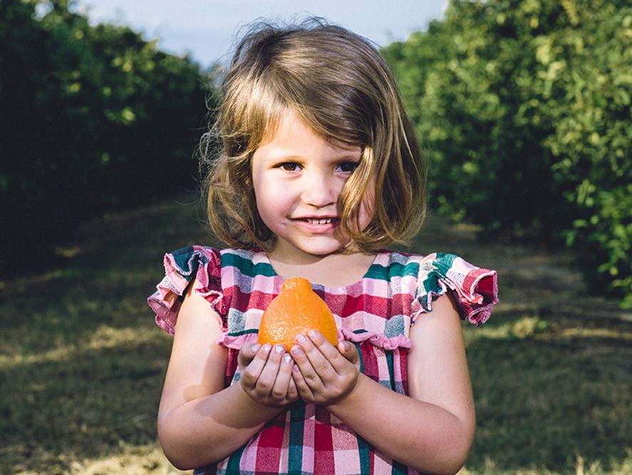 Honeybell Oranges: Buy Honeybell Oranges From Hale Groves, Vero Beach ...