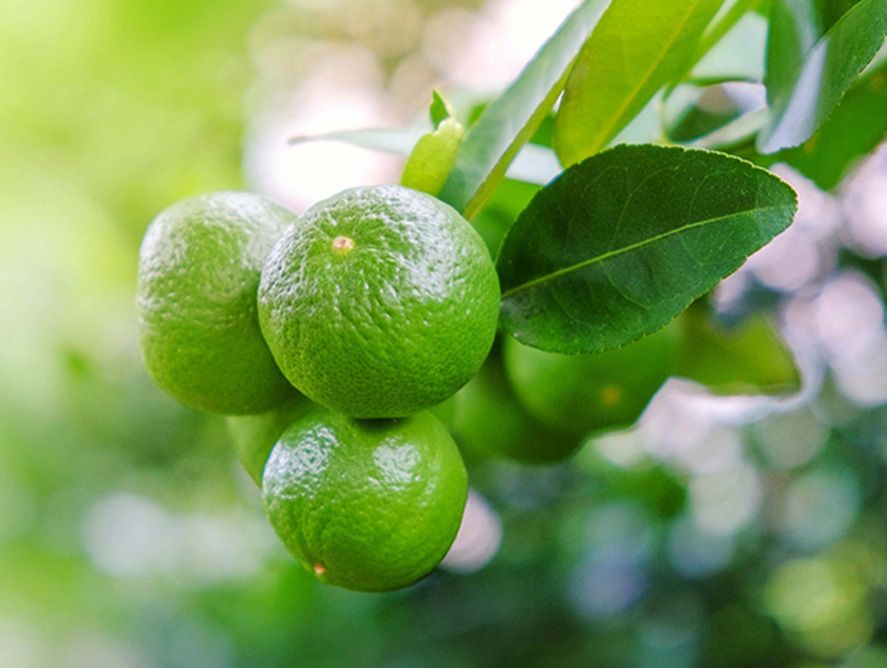 Key Lime Tree