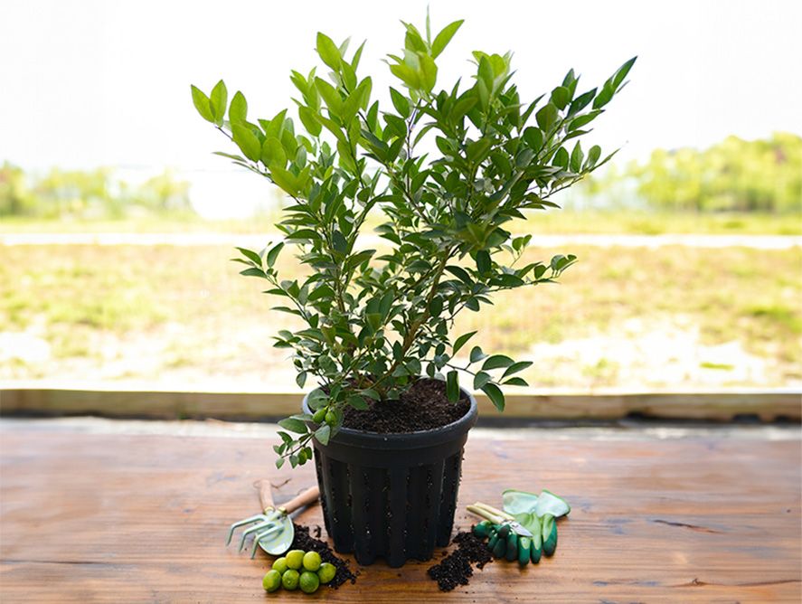 Key Lime Tree