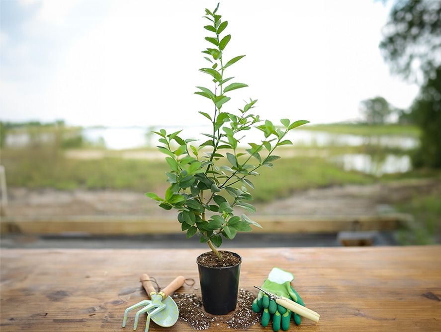 Mini Key Lime Tree