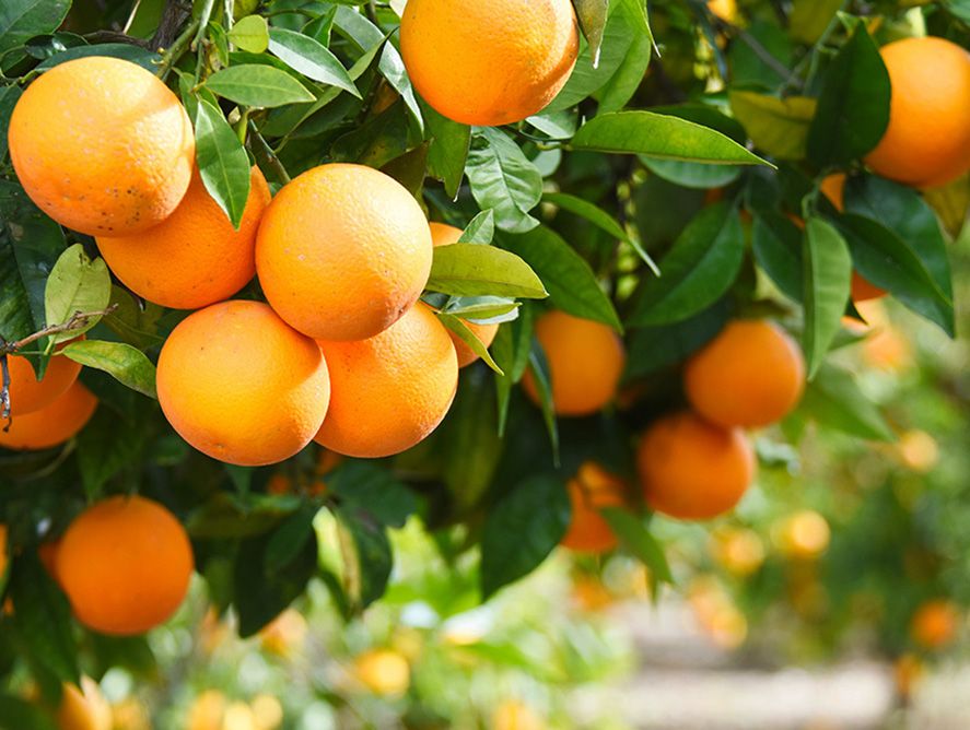 Orange Extravaganza - Florida Oranges - Hale Groves