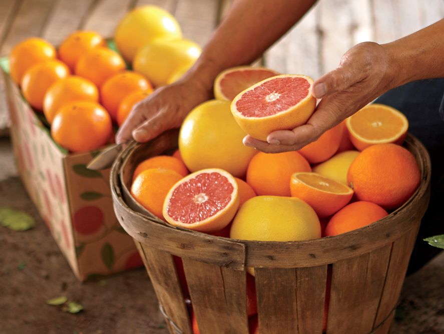 Grove Navel Oranges and Ruby Red Grapefruit