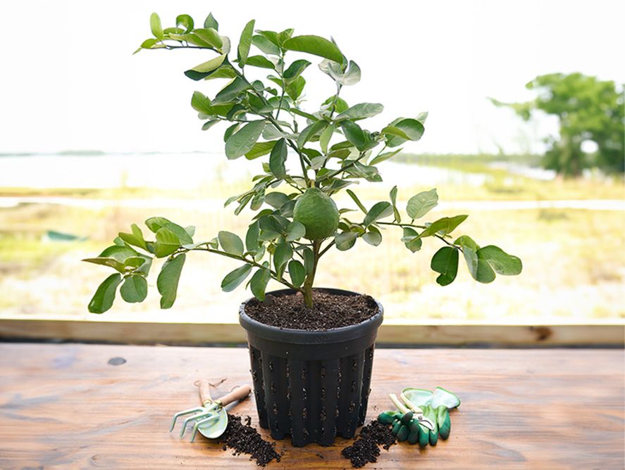 Ponderosa Lemon Tree