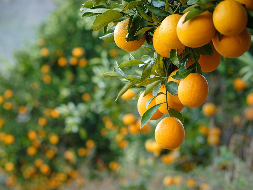 Heritage Valencia Oranges | Hale Groves