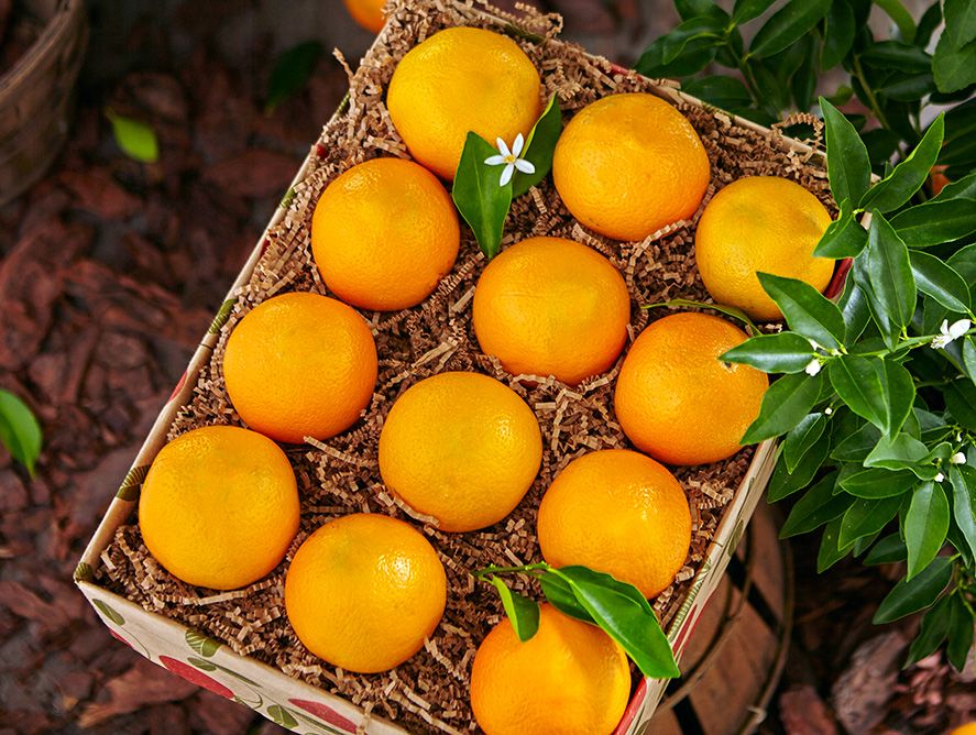 Heritage Valencia Oranges | Hale Groves