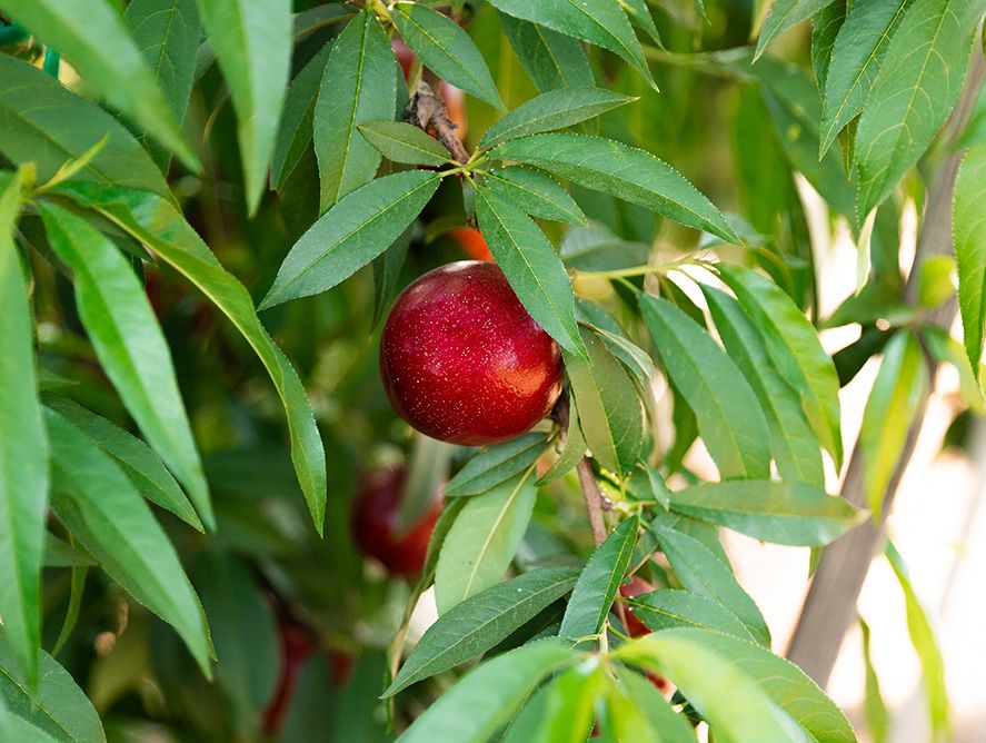 Summer Nectarines