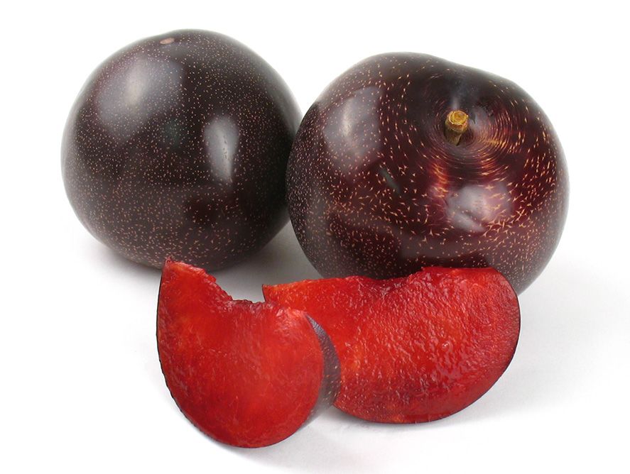 Plumogranate Plumcots | Hale Groves