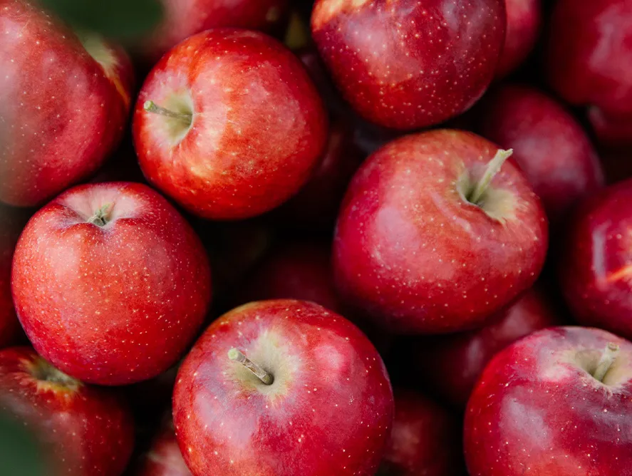 Sugar Burst Apples | Hale Groves