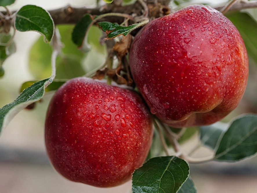 Sugar Burst Apples | Hale Groves