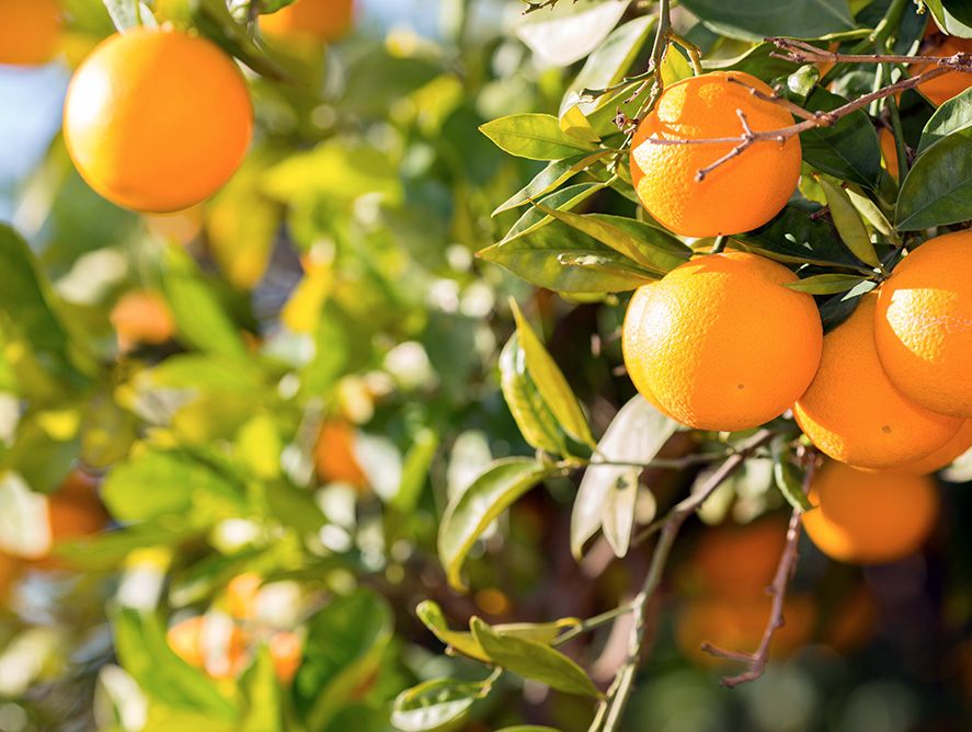 Hale Holiday Gift Collection