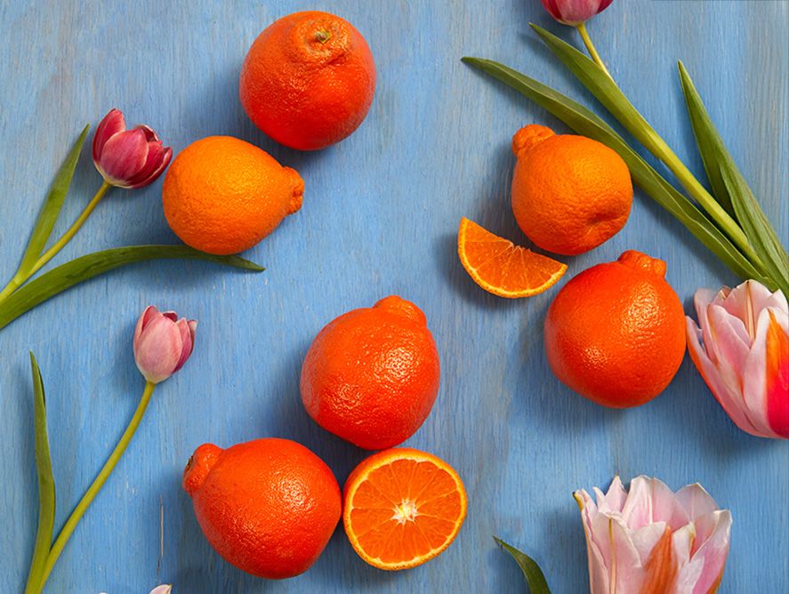 Honeybells & Golden Honeybells - Honeybell Duet